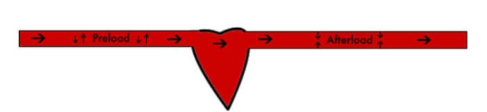 Vasopressors II: Norepinephrine and epinephrine – Critical Concepts