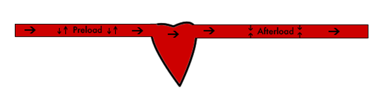 Vasopressors II: Norepinephrine and epinephrine – Critical Concepts